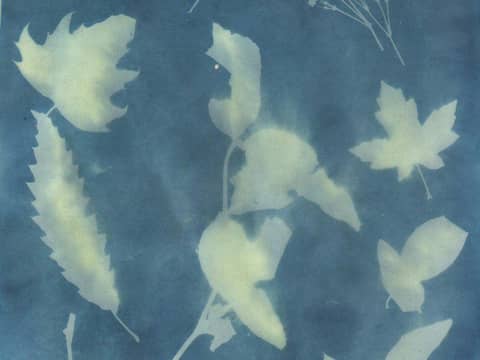 5 Fakta Menarik Pohon Bakau, Bisa Dijadikan Ecoprint | IDN Times