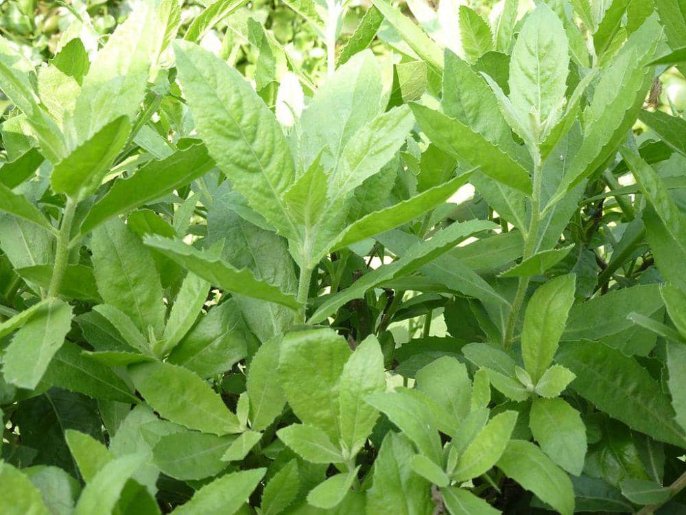 Daun yang Bisa Dimakan Mentah dan Jadi Lalapan | IDN Times