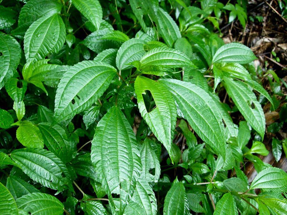 Daun yang Bisa Dimakan Mentah dan Jadi Lalapan | IDN Times