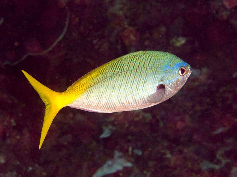5 Fakta Ikan Ekor Kuning, Ikan Laut Terkenal Anggota Genus C | IDN Times