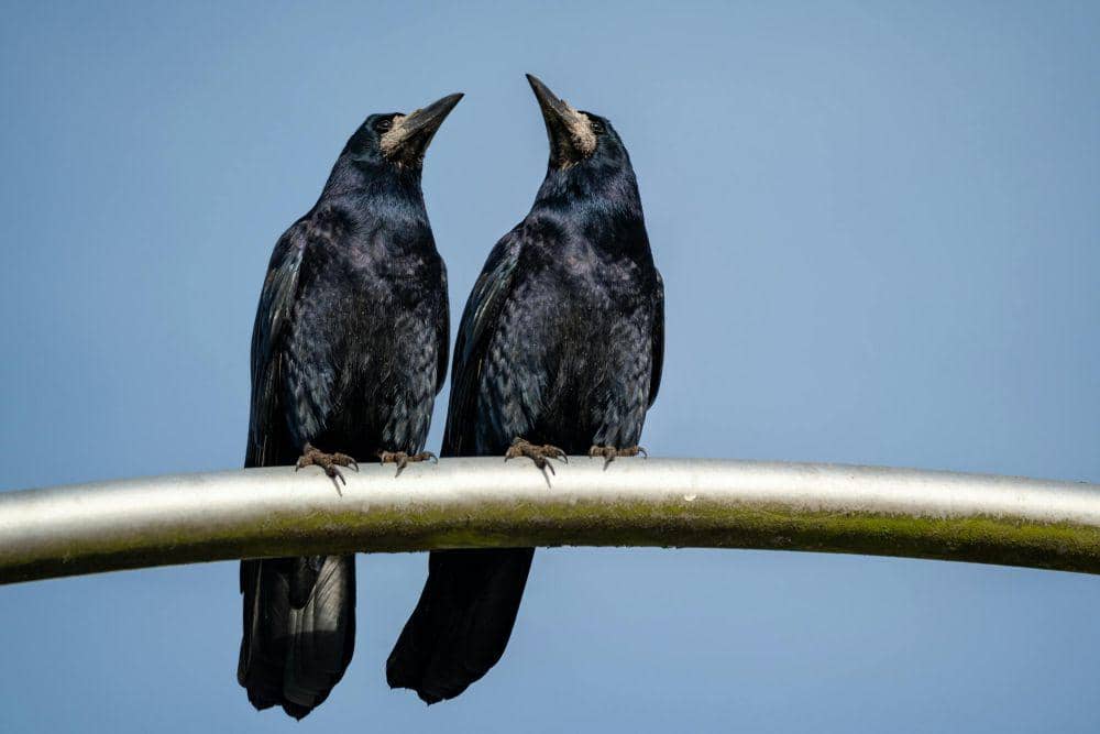 4 Fakta Ilmiah Mengenai Kecerdasan Burung Gagak | IDN Times
