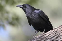 4 Fakta Ilmiah Mengenai Kecerdasan Burung Gagak | IDN Times