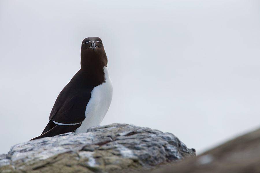 6 Fakta Menarik Razorbill, Terlihat seperti Penguin | IDN Times