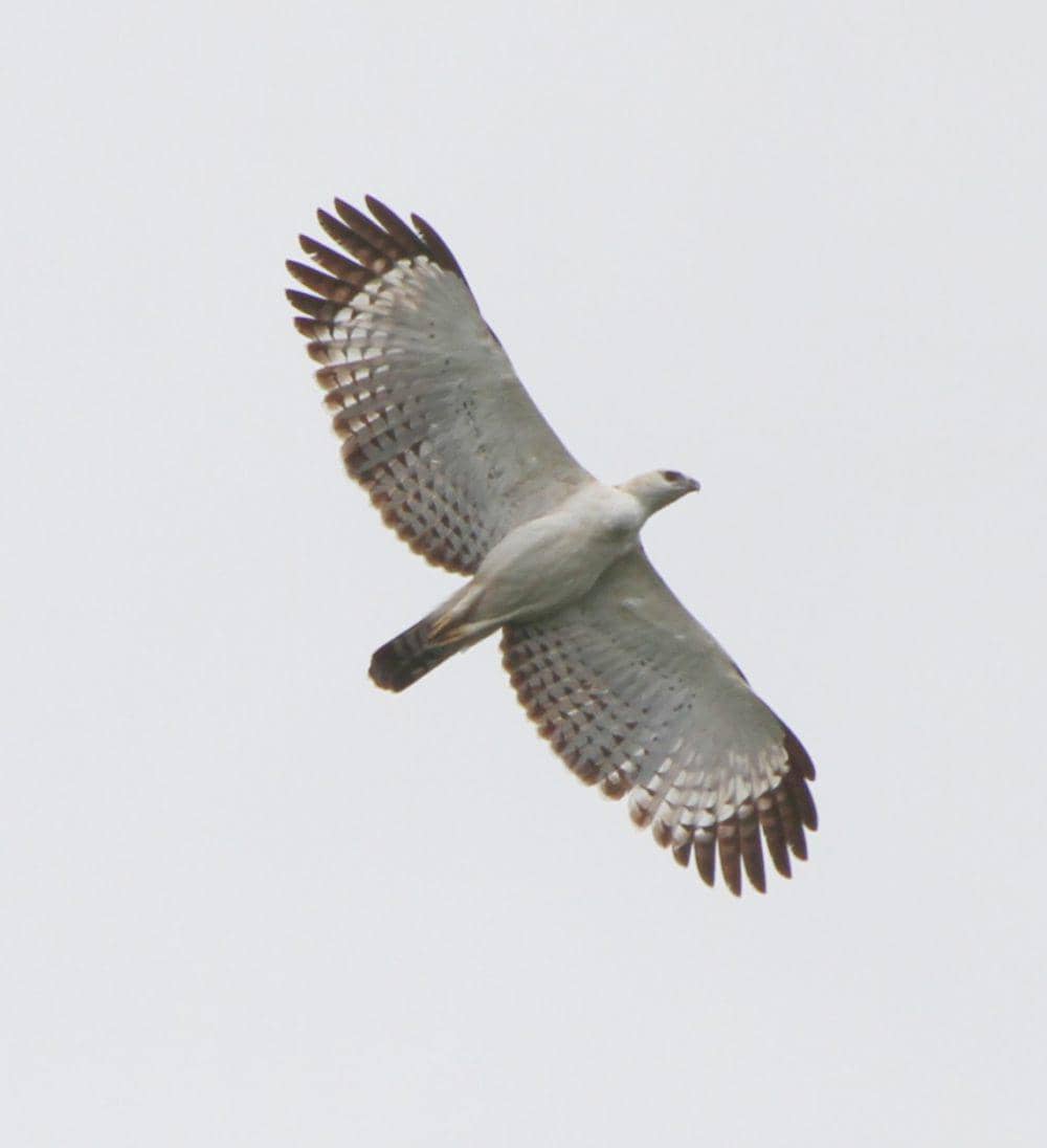 6 Fakta Spesies Elang Paling Langka di Dunia, Elang Flores | IDN Times