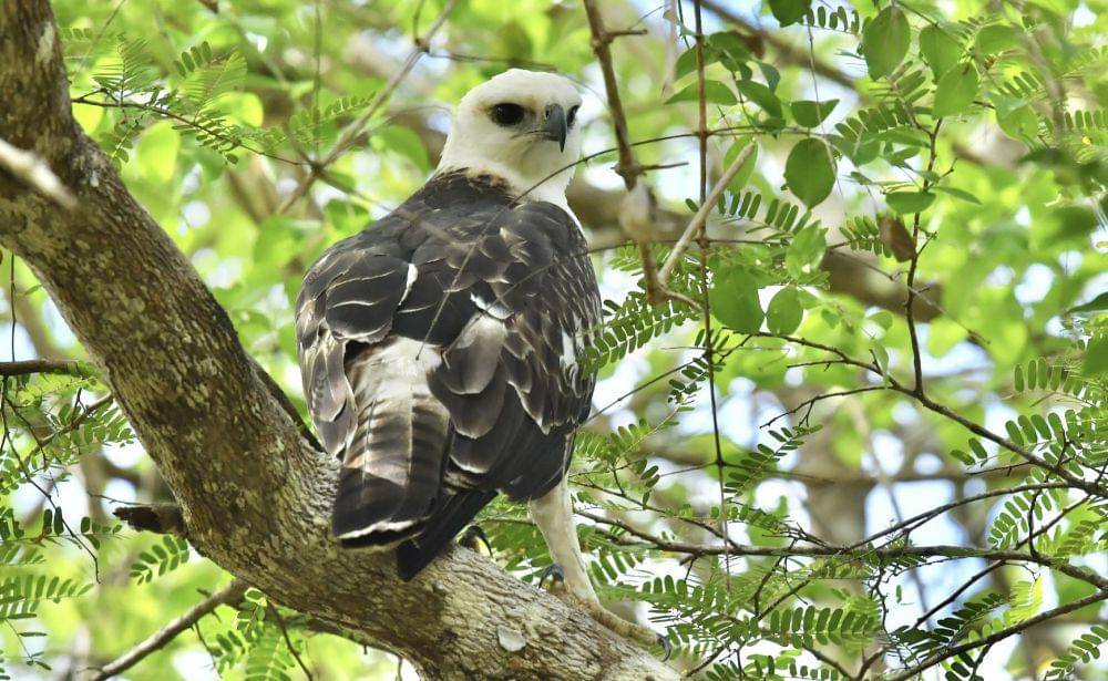 6 Fakta Spesies Elang Paling Langka di Dunia, Elang Flores | IDN Times