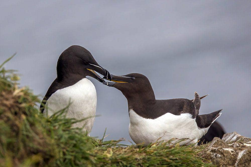 6 Fakta Menarik Razorbill, Terlihat seperti Penguin | IDN Times