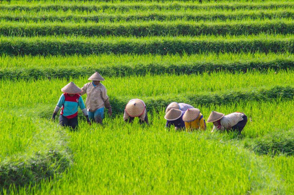 Prediksi Daftar Pekerjaan yang Akan Hilang dan Dibutuhkan pada 2030 | IDN Times