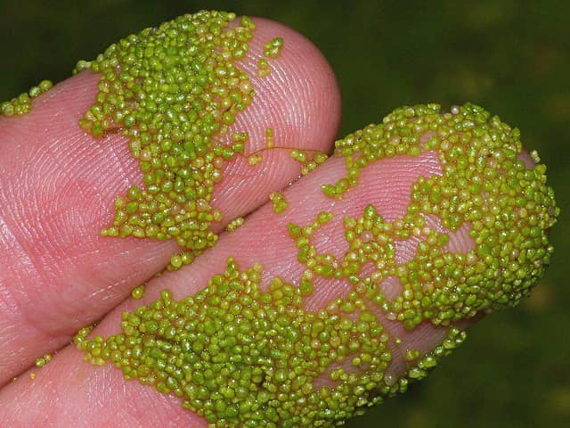 7 Fakta Wolffia, Buah Terkecil dengan Manfaat Besar | IDN Times