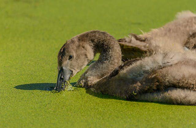 7 Fakta Wolffia, Buah Terkecil dengan Manfaat Besar | IDN Times