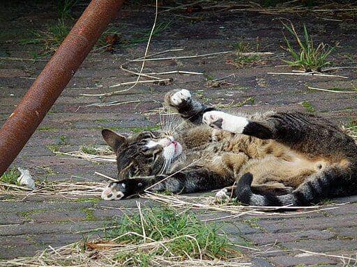 Kenapa Kucing Berguling-guling di Dekat Kita? Ini Artinya | IDN Times