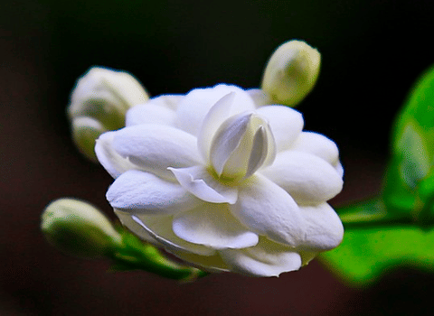 10 Bunga yang Berasal dari Indonesia, Cantik dan Unik! | IDN Times