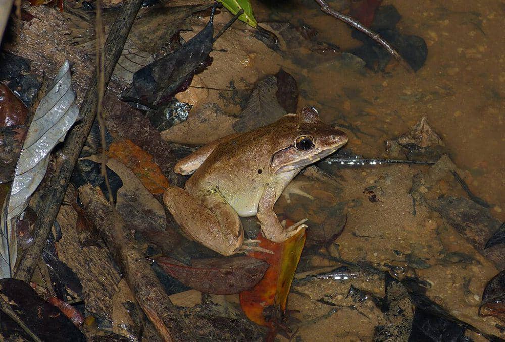 6 Spesies Katak Terbesar di Dunia, Ada yang dari Indonesia | IDN Times
