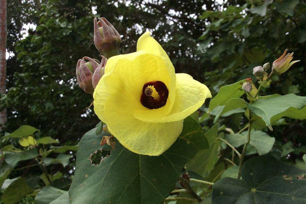 5 Fakta Menarik Tanaman Waru, Ternyata Bisa Jadi Sabun Antib | IDN Times