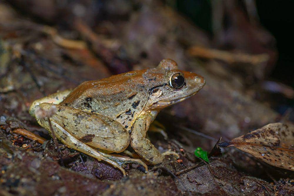 6 Spesies Katak Terbesar di Dunia, Ada yang dari Indonesia | IDN Times