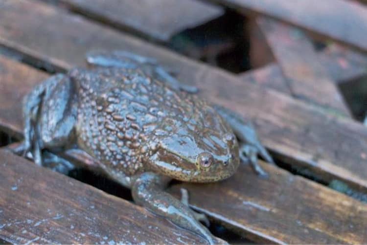 6 Spesies Katak Terbesar di Dunia, Ada yang dari Indonesia | IDN Times
