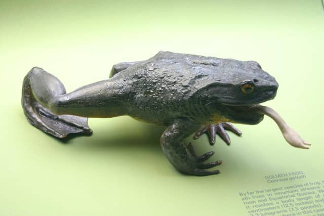 6 Spesies Katak Terbesar di Dunia, Ada yang dari Indonesia | IDN Times