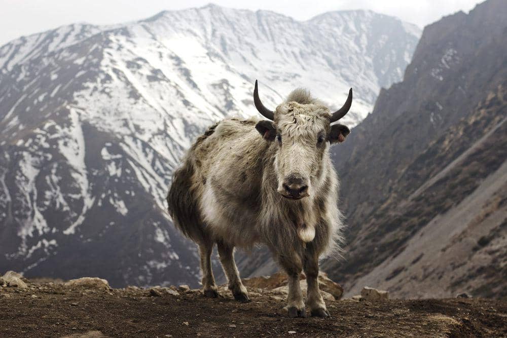 5 Fakta Menarik Yak, Mamalia Tangguh Dataran Tinggi Tibet | IDN Times