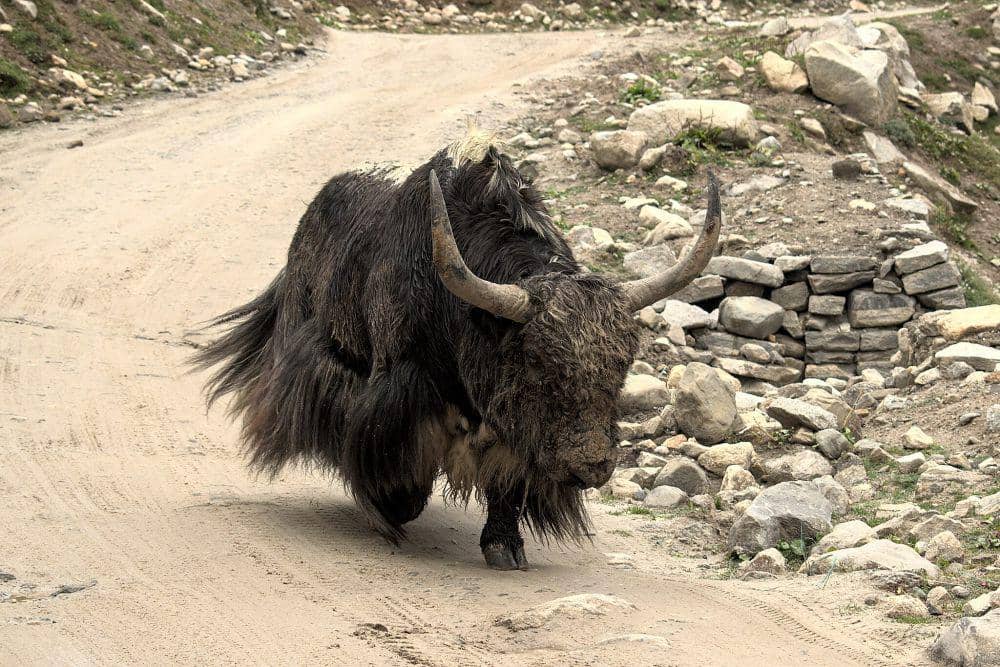 5 Fakta Menarik Yak, Mamalia Tangguh Dataran Tinggi Tibet | IDN Times