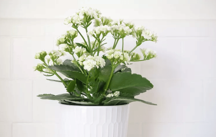 7 Tanaman Hias Berbunga Kecil, Cocok untuk Pot Mini | IDN Times