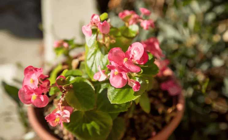 7 Tanaman Hias Berbunga Kecil, Cocok untuk Pot Mini | IDN Times