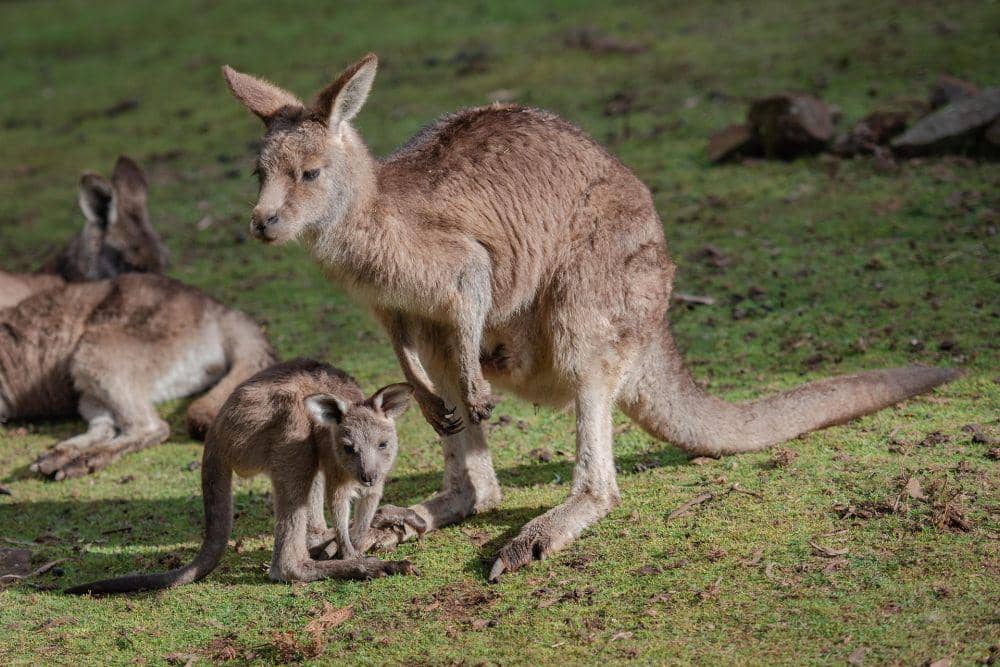 4 Jenis Kanguru Darat yang Ada di Australia | IDN Times