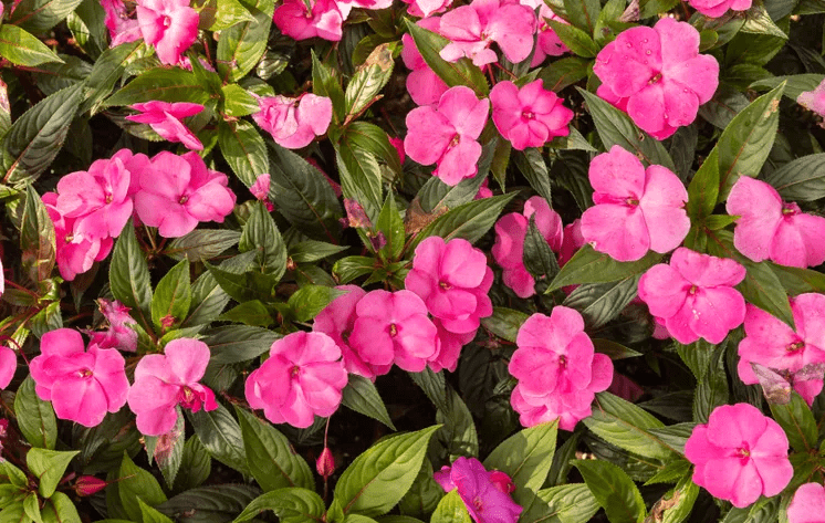 7 Tanaman Hias Berbunga Kecil, Cocok untuk Pot Mini | IDN Times