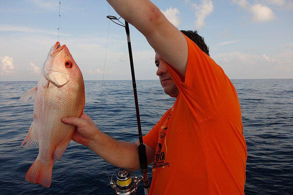 12 Jenis Kakap Merah, Menjadi Komoditas Penting | IDN Times