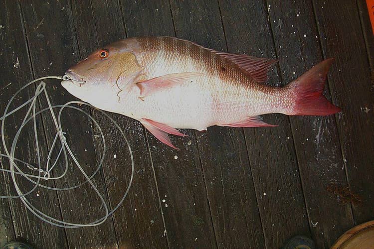 12 Jenis Kakap Merah, Menjadi Komoditas Penting | IDN Times