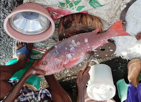 12 Jenis Kakap Merah, Menjadi Komoditas Penting | IDN Times