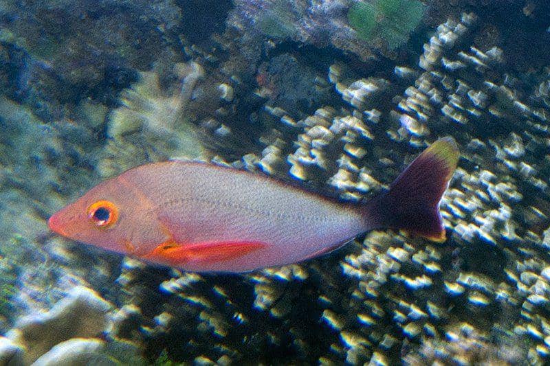 12 Jenis Kakap Merah, Menjadi Komoditas Penting | IDN Times