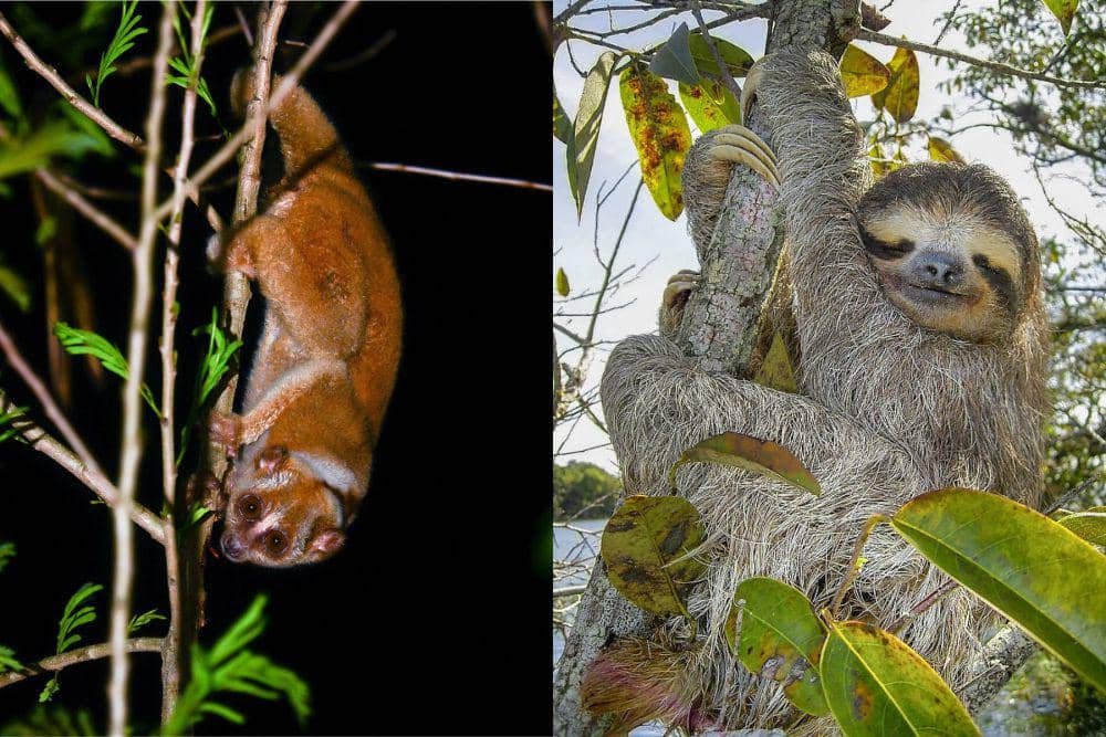 5 Perbedaan Kukang dan Kungkang, Hewan Berbeda dengan Nama y | IDN Times