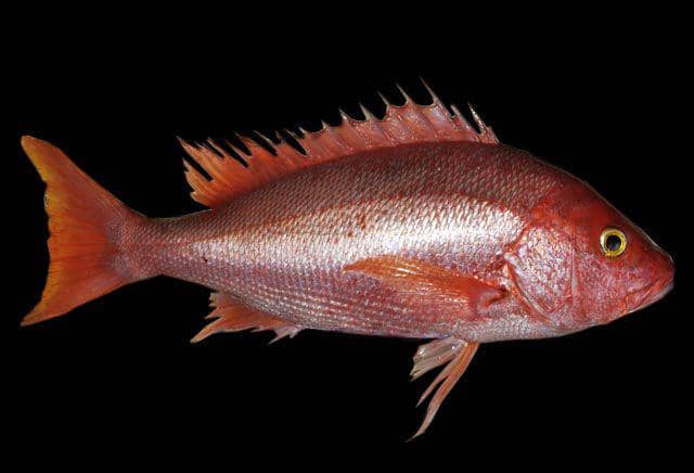 12 Jenis Kakap Merah, Menjadi Komoditas Penting | IDN Times