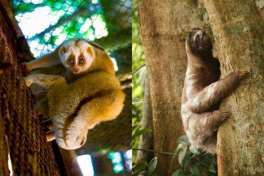 5 Perbedaan Kukang dan Kungkang, Hewan Berbeda dengan Nama y | IDN Times