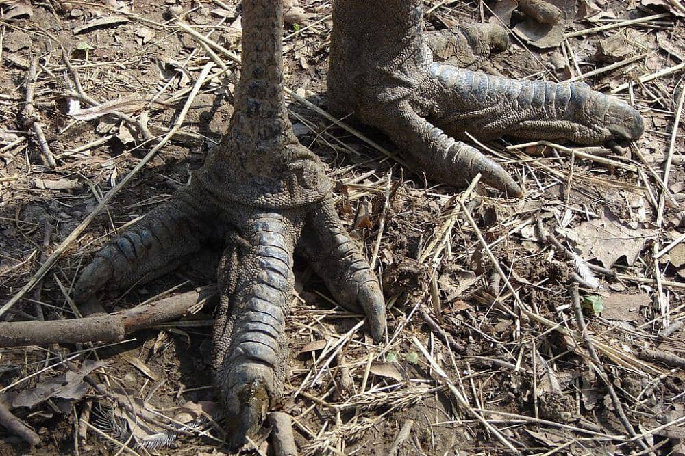 6 Fakta Menarik Burung Emu, Bisa Puasa Makan hingga Bermingg | IDN Times