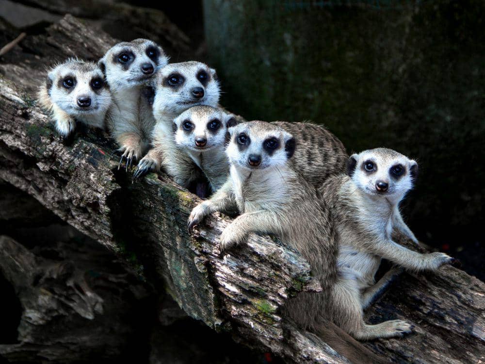 5 Fakta Menarik Meerkat, Menandai Wilayahnya dengan Bakteri | IDN Times
