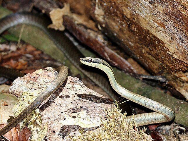 5 Ular yang Sering di Pohon, Banyak Ditemukan di Indonesia | IDN Times