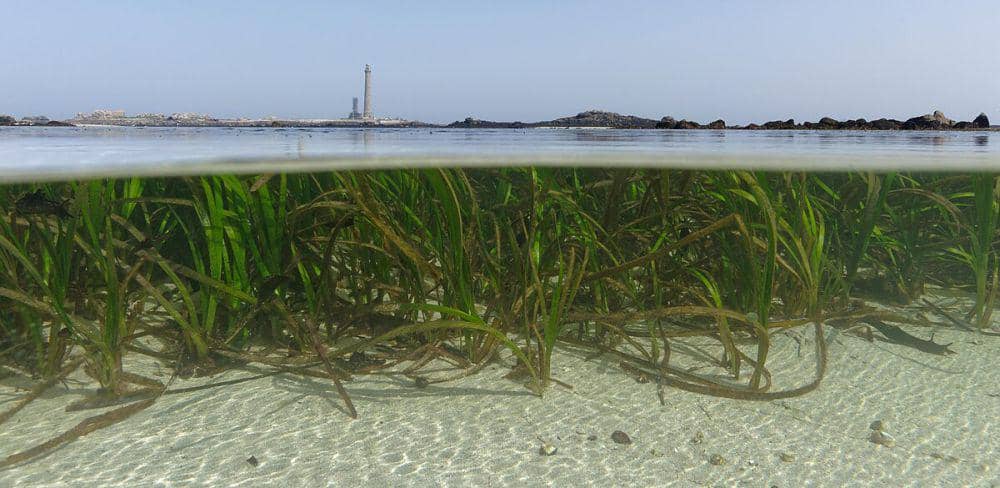 5 Peran Penting Lamun, Penjaga Keseimbangan Laut hingga Miti | IDN Times