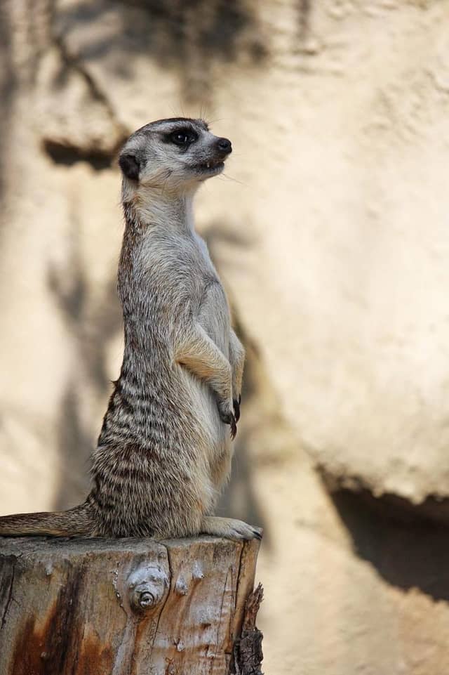 5 Fakta Menarik Meerkat, Menandai Wilayahnya dengan Bakteri | IDN Times