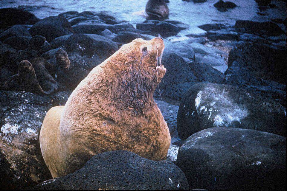 5 Fakta Singa Laut Steller, Singa Laut Terbesar di Dunia! | IDN Times