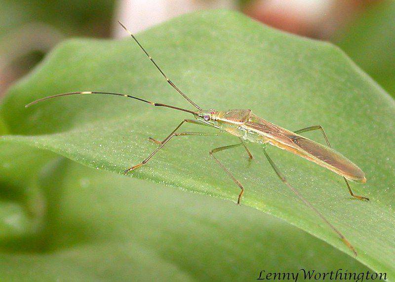 5 Fakta Menarik Walang Sangit, Hama Padi yang Meresahkan | IDN Times