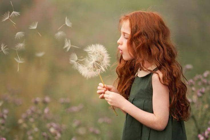 Filosofi Bunga Dandelion, Menyimpan Makna Kehidupan Mendalam | IDN ...