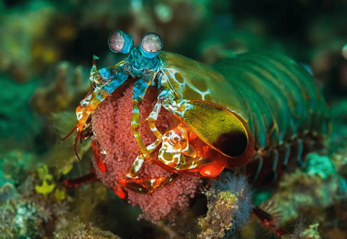 5 Fakta Udang Mantis, Punya Pukulan Lebih Cepat dari Peluru | IDN Times