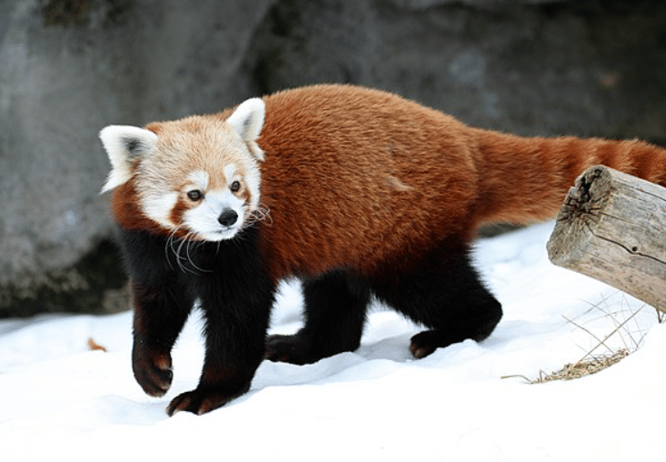 5 Fakta Panda Merah, Spesies Menggemaskan yang Terancam Puna | IDN Times