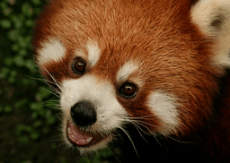 5 Fakta Panda Merah, Spesies Menggemaskan yang Terancam Puna | IDN Times
