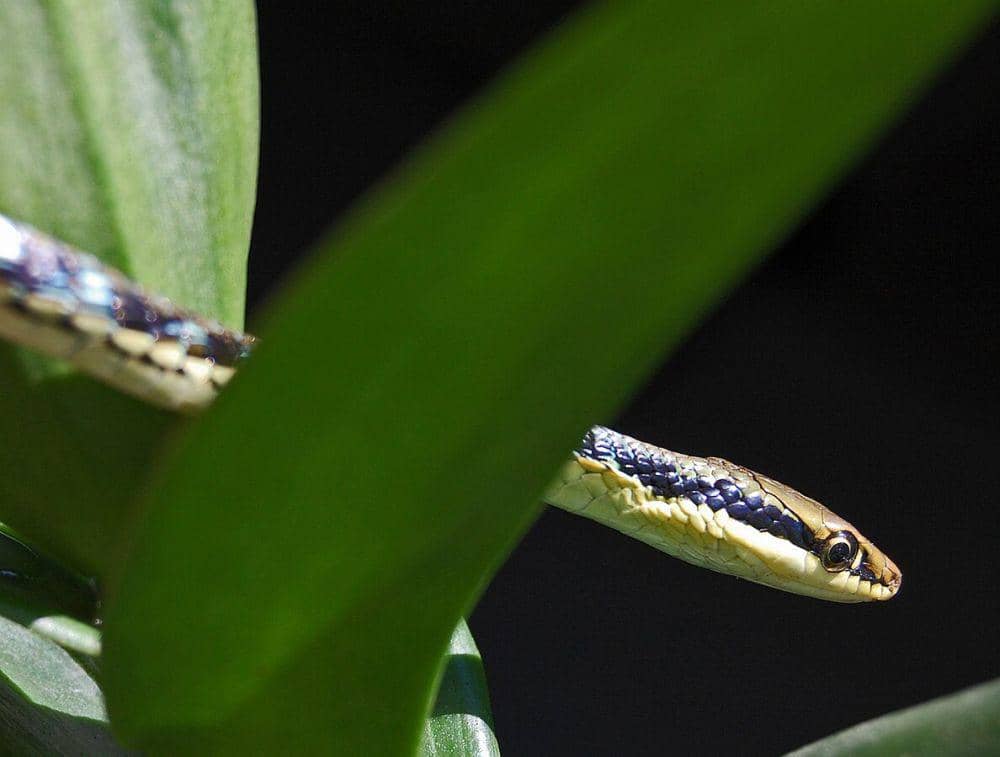 5 Ular yang Sering di Pohon, Banyak Ditemukan di Indonesia | IDN Times