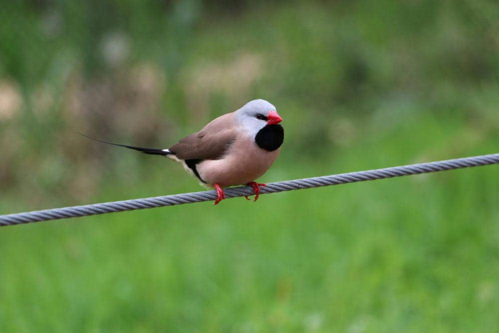 6 Hewan Huruf F, Flamingo hingga Falcon | IDN Times