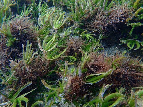 6 Spesies Lamun Cymodoceae di Indonesia Beserta Karakteristi | IDN Times