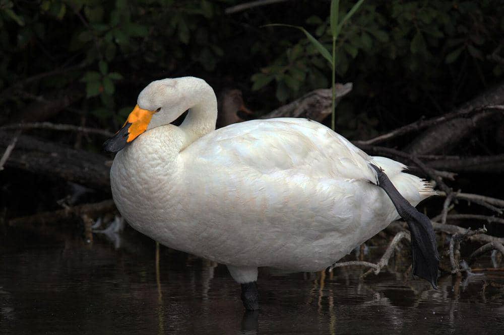 6 Spesies Angsa Unik dari Genus Cygnus, Gak Semuanya Berwarn | IDN Times