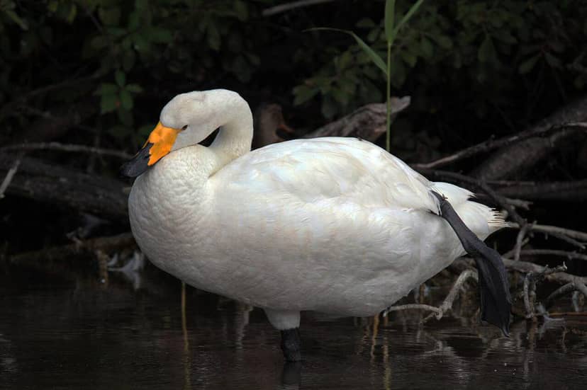 6 Spesies Angsa Unik dari Genus Cygnus, Gak Semuanya Berwarn | IDN Times