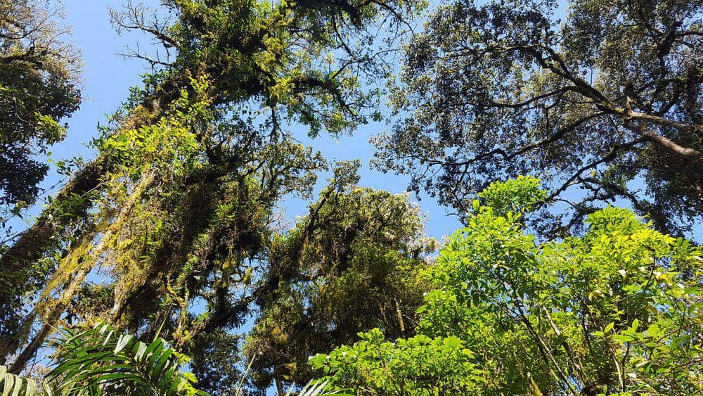 5 Jenis Hutan yang Ada di Indonesia, Apakah Ada di Daerahmu? | IDN Times